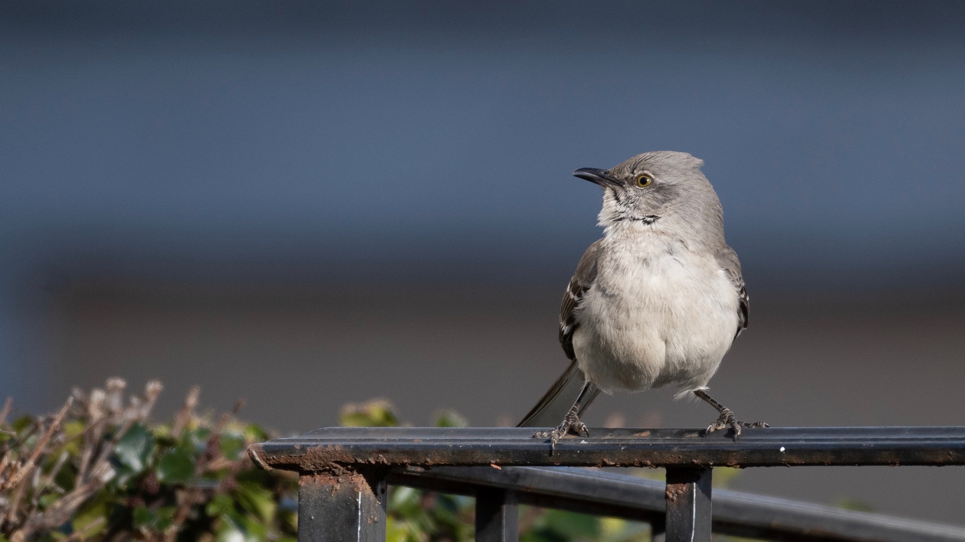 Northern Mockingbird | Everything's JOK